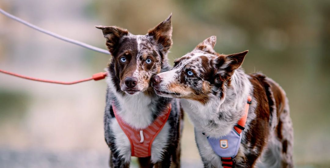inooko - Boutique d'accessoires de qualité pour chien et chat
