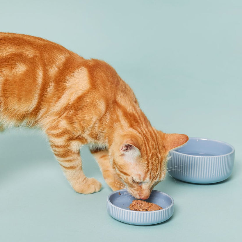 inooko - Boutique d'accessoires de qualité pour chien et chat