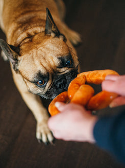 Peluche pour chien - Bretzel - Pet PLAY – inooko